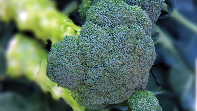 12 Top Performing Broccoli Varieties Growing Produce