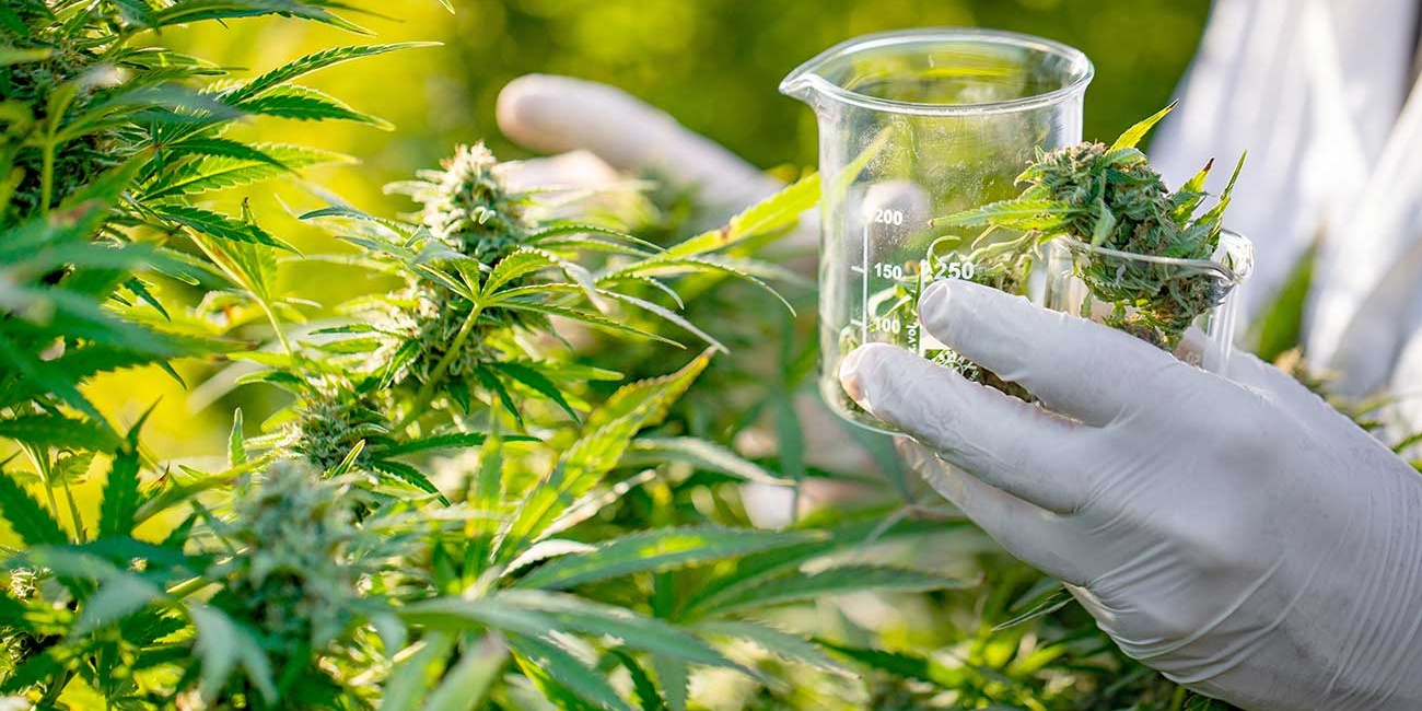 Pautas Para La Producción De Cannabis Medicinal Y Cáñamo Industrial