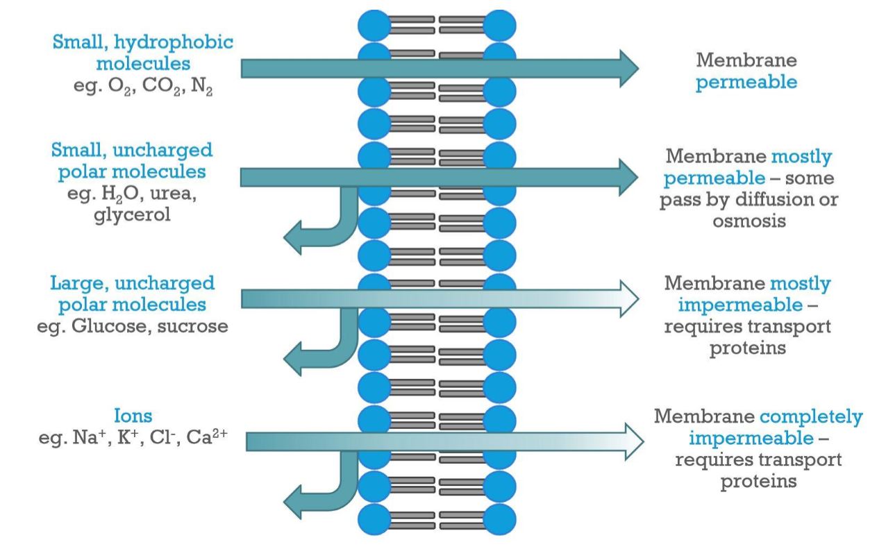 Membrane Permeability Grade 12 Biology