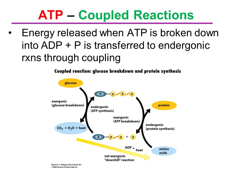 Coupling Endergonic And Exergonic Reactions Zaidmcyodom