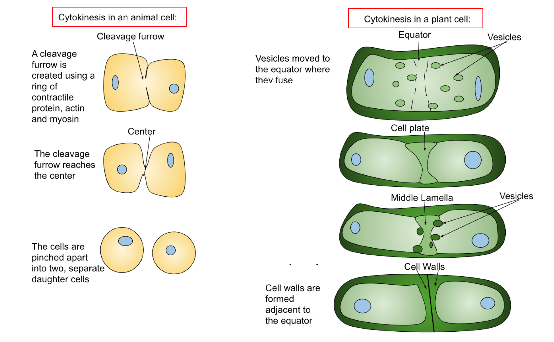 Telophase In Plant Cells