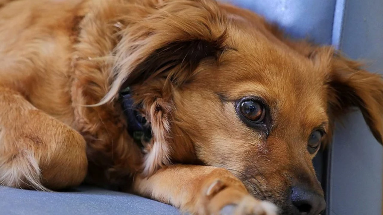 Confira Dicas De Como Proteger Cachorros E Gatos Dos Fogos De Artifício