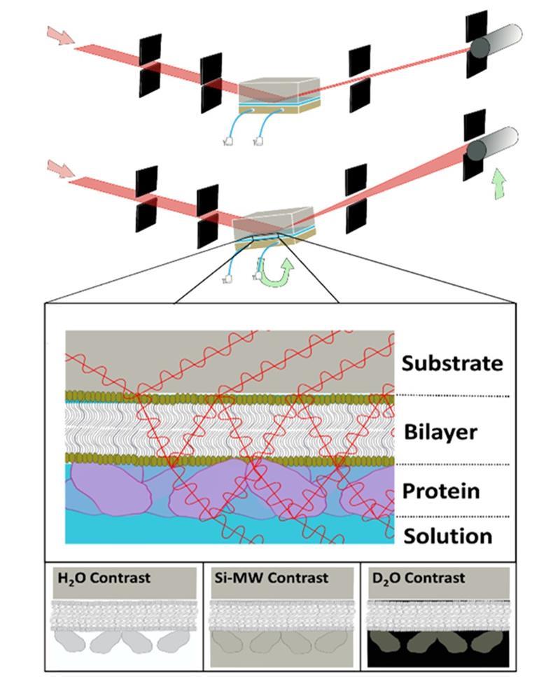 Revealing Cell Membrane Architecture With Neutron Scattering At The