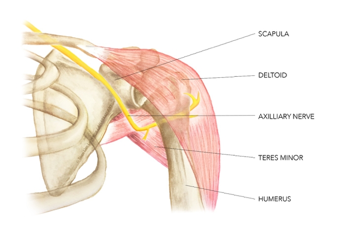 Sports Injury Bulletin Diagnose And Treat Axillary Nerve Injury A