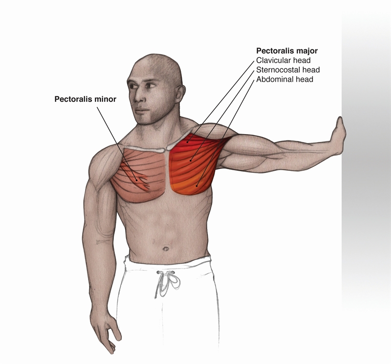 Sports Injury Bulletin Diagnose And Treat Pectoralis Minor