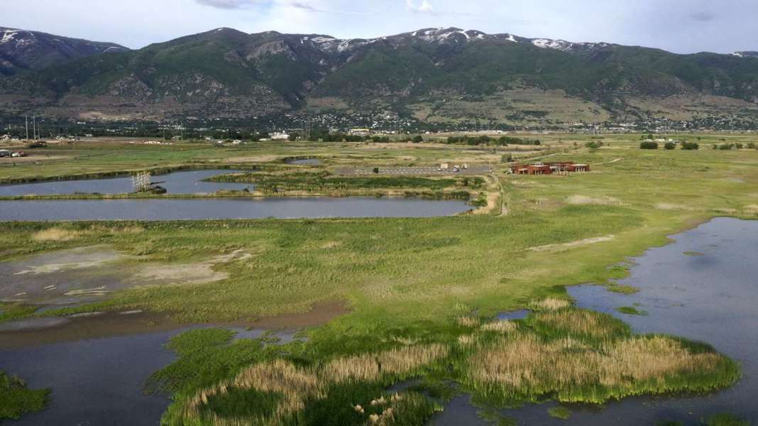 How Utahs Record Snowpack Is Impacting The Great Salt Lakes Shorebirds