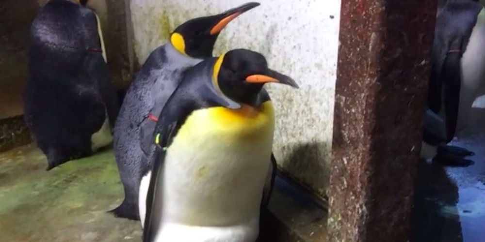 Gay Penguins Start Drama In A Denmark Zoo By Stealing Another Couples