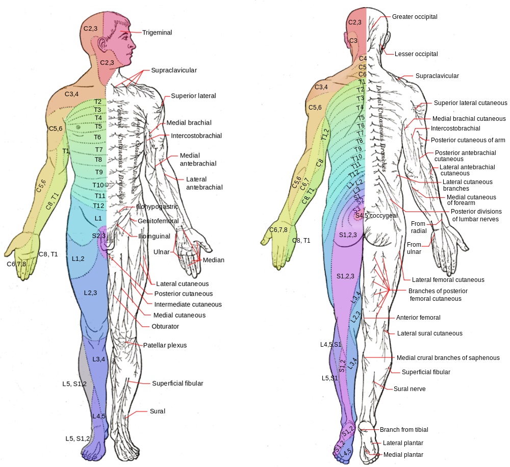 Rückenmark Und Spinalnerven Lecturio Med Magazin