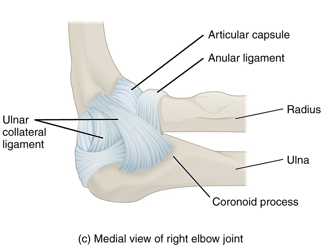 Elbow Joint Anatomy Of The Upper Extremity Lecturio