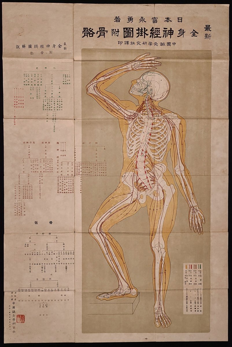 831 Miscellaneous Others 1930 40s Wall Chart Of Whole Body Nerves A