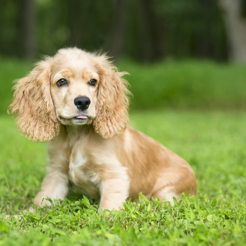 English Cocker Spaniel Puppies For Sale