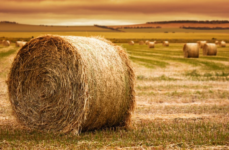 Why Do Bales Of Hay Come In Different Shapes Wonderopolis