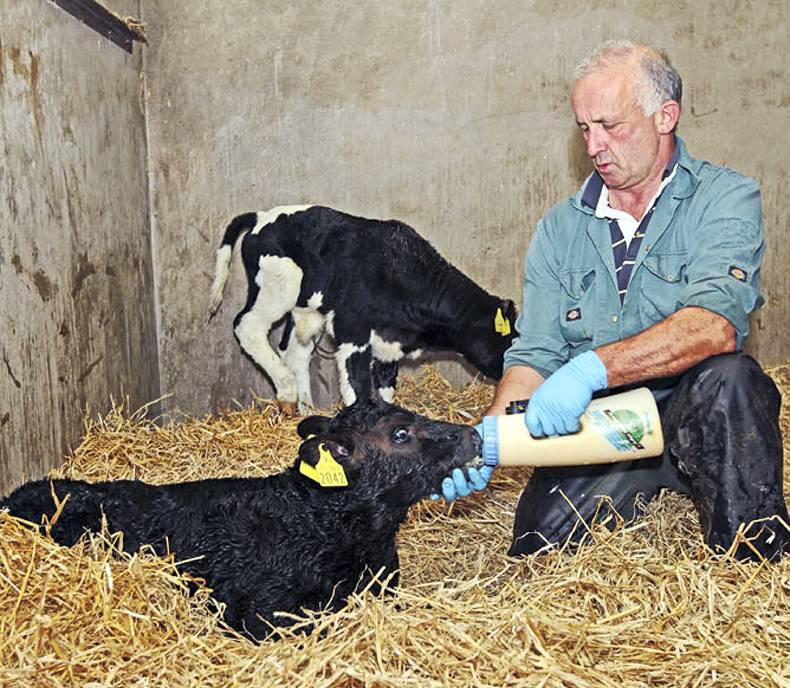 A Beginners Guide To Calf Rearing Premium