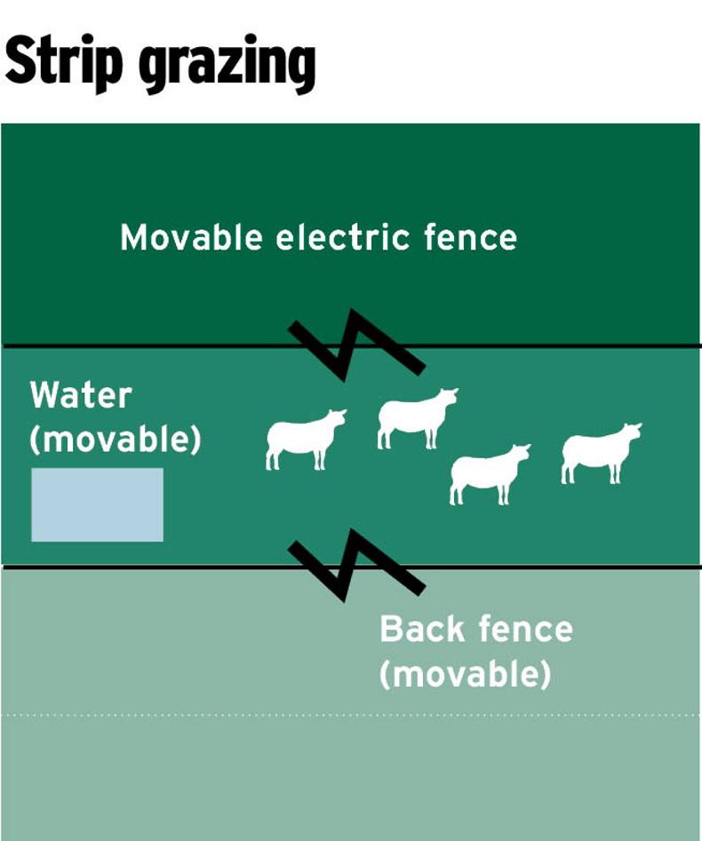 Watch Farmer Know How Rotational Sheep Grazing Premium