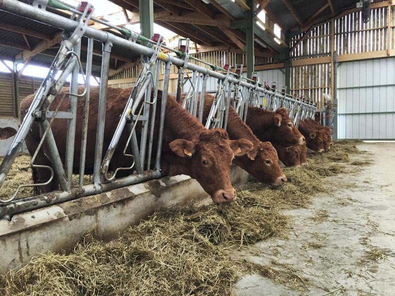 Watch Cathedral Style 100 Cow Cattle Shed Built Through French