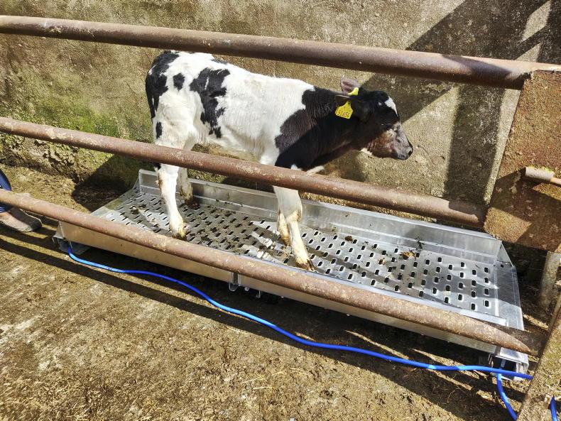 Calf Weighing The First Step To Integrating Dairy And Beef Sectors