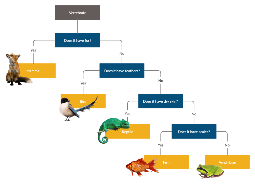 What Is A Dichotomous Key Step By Step Guide With Editable Templates