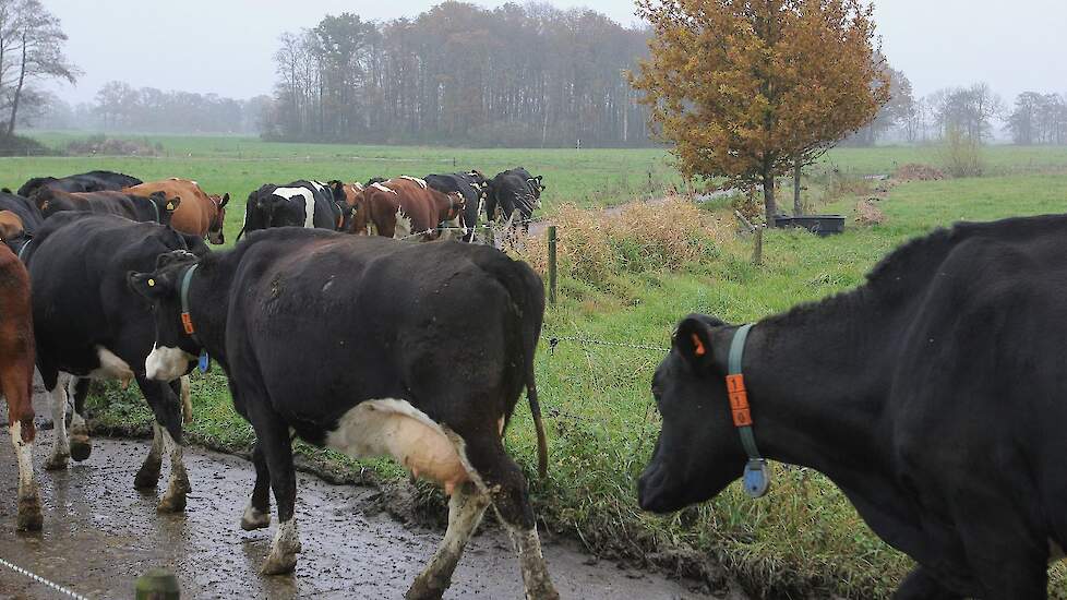 Demobedrijven Nieuw Nederlands Weiden Realiseren Kwart Meer Gegraasd