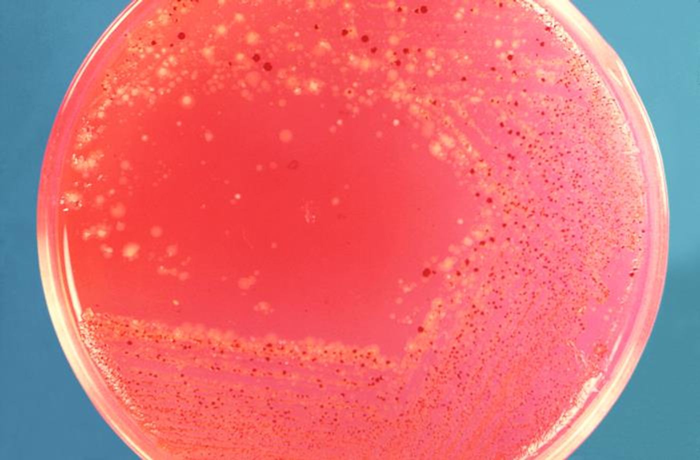 Bacterial Sex Allows Microbes To Share An Essential Vitamin