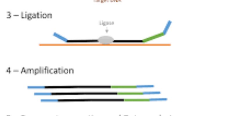 Multiplex Ligation Dependent Probe Amplification Mlpa Content Tag