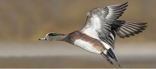 Cvma Usda Confirms Highly Pathogenic Eurasian H5 Avian Influenza