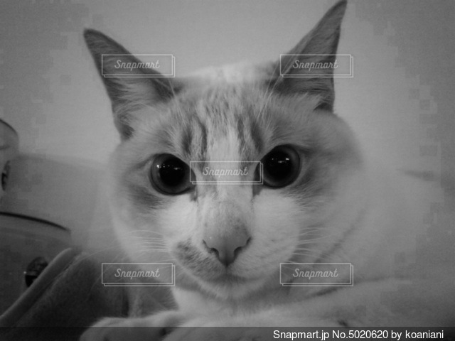 カメラを見ている猫の写真・画像素材 5020620 Snapmart（スナップマート）