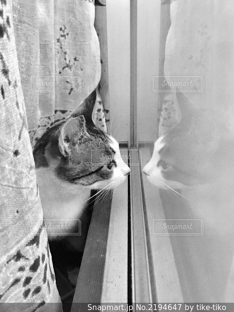 カメラを見ている猫の写真・画像素材 2194647 Snapmart（スナップマート）