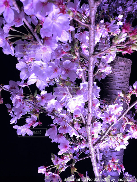 夜桜ライトアップの写真・画像素材 6565783 Snapmart（スナップマート）