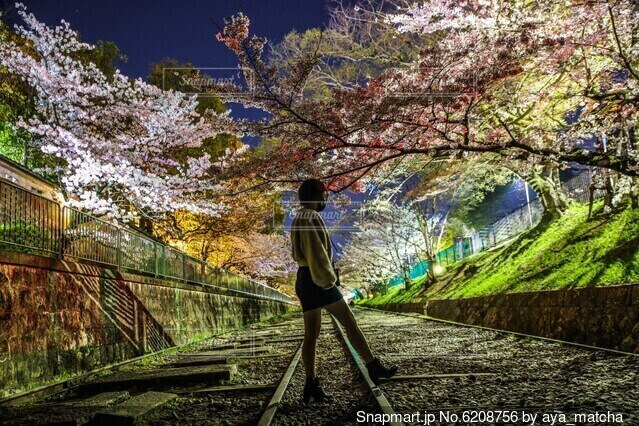 夜桜ライトアップの写真・画像素材 6208756 Snapmart（スナップマート）