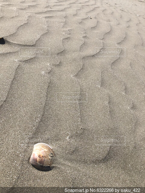 砂浜に打ち上げられた貝殻の写真・画像素材 6322266 Snapmart（スナップマート）