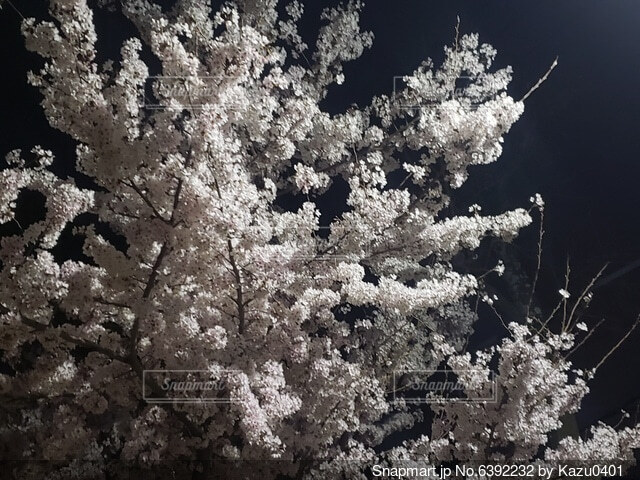 夜桜～ライトアップ～の写真・画像素材 6392232 Snapmart（スナップマート）