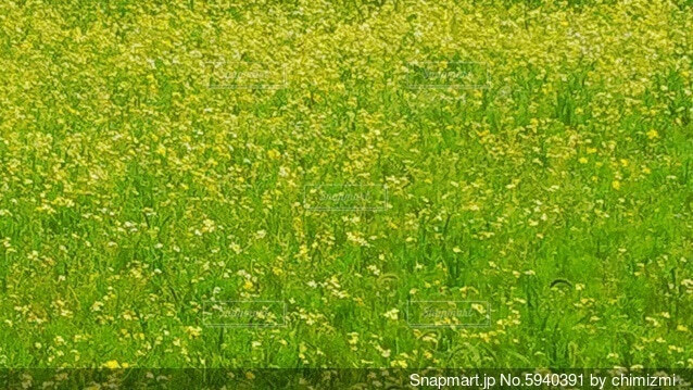 天然のお花畑の写真・画像素材 5940391 Snapmart（スナップマート）