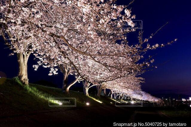 夜桜ライトアップの写真・画像素材 5040725 Snapmart（スナップマート）