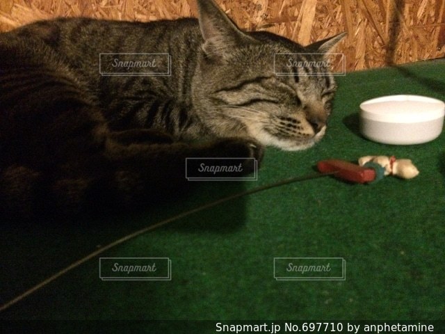 猫の写真・画像素材 697710 Snapmart（スナップマート）