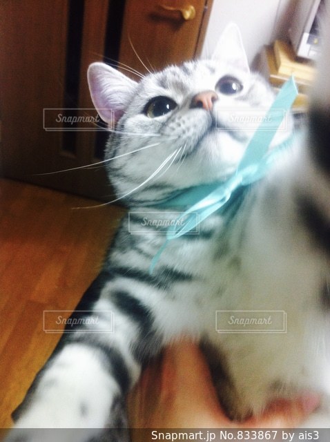 猫の写真・画像素材 833867 Snapmart（スナップマート）