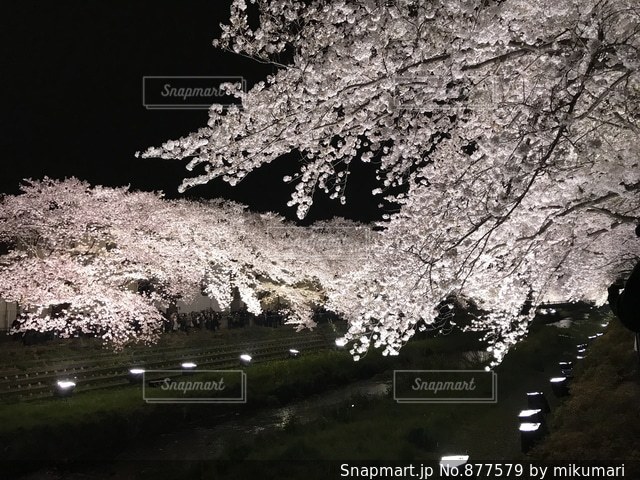 夜桜ライトアップの写真・画像素材 877579 Snapmart（スナップマート）