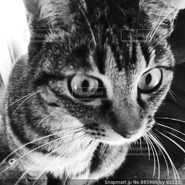 カメラを見ている猫の写真・画像素材 885986 Snapmart（スナップマート）