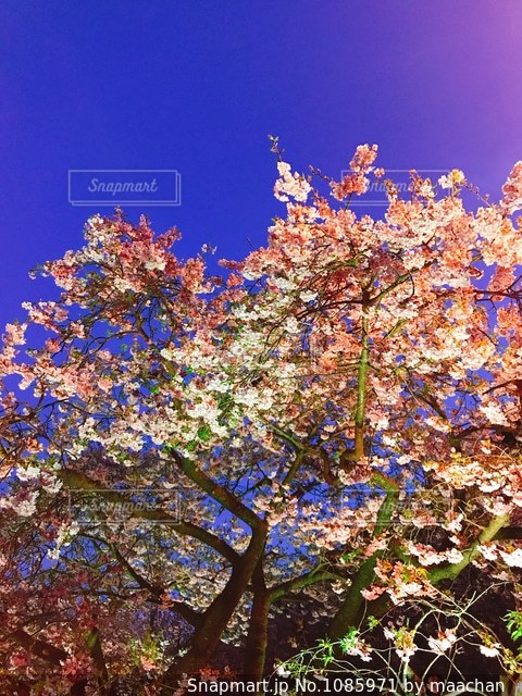 夜桜ライトアップの写真・画像素材 1085971 Snapmart（スナップマート）