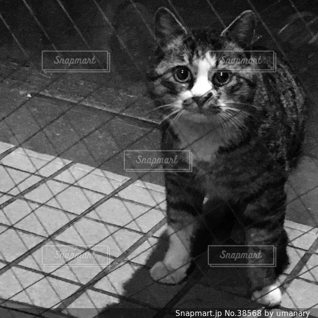 猫の写真・画像素材 38568 Snapmart（スナップマート）