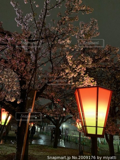 夜桜ライトアップの写真・画像素材 2009176 Snapmart（スナップマート）