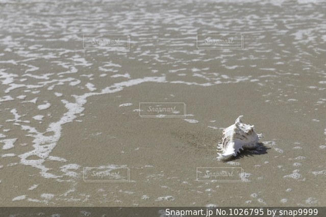 砂浜の貝殻の写真・画像素材 1026795 Snapmart（スナップマート）