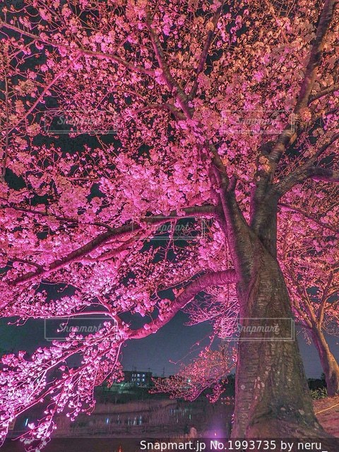 夜桜ライトアップの写真・画像素材 1993735 Snapmart（スナップマート）