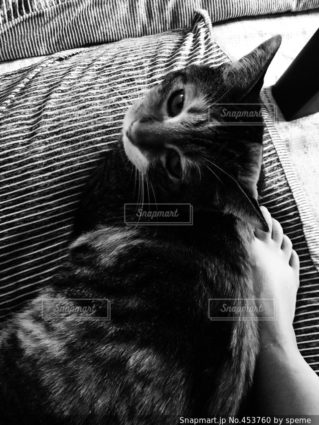 猫の写真・画像素材 453760 Snapmart（スナップマート）