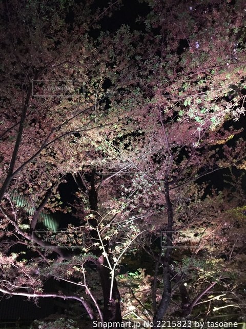 夜桜ライトアップの写真・画像素材 2215823 Snapmart（スナップマート）