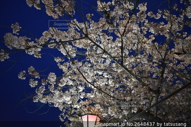 桜 夜桜 ライトアップの写真・画像素材 2648437 Snapmart（スナップマート）