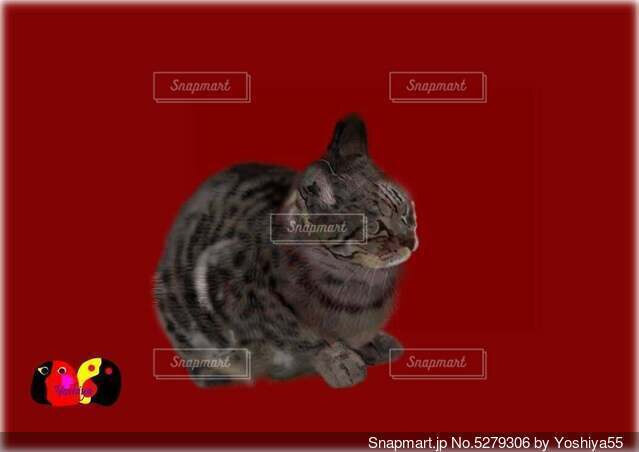 カメラを見ている猫の写真・画像素材 5279306 Snapmart（スナップマート）