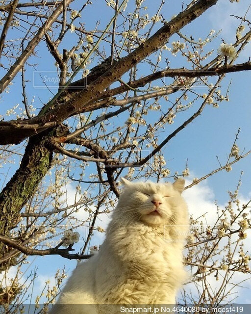 梅の花を背景に、塀の上に座っている猫の写真・画像素材 4640080 Snapmart（スナップマート）