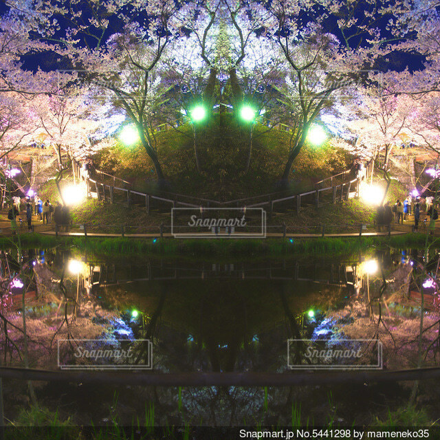 夜桜ライトアップの写真・画像素材 5441298 Snapmart（スナップマート）