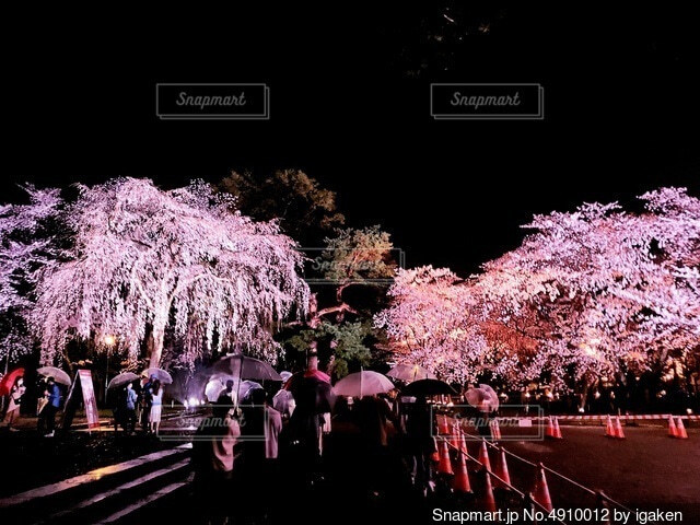 夜桜ライトアップの写真・画像素材 4910012 Snapmart（スナップマート）