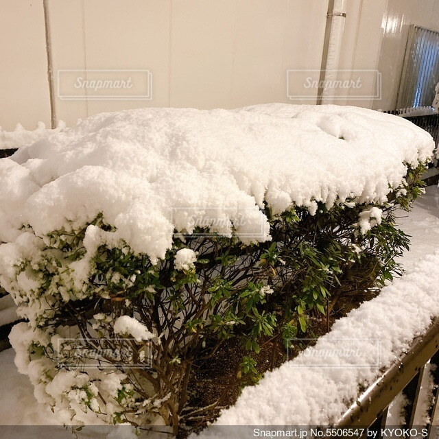 雪が積もった植木の写真・画像素材 5506547 Snapmart（スナップマート）